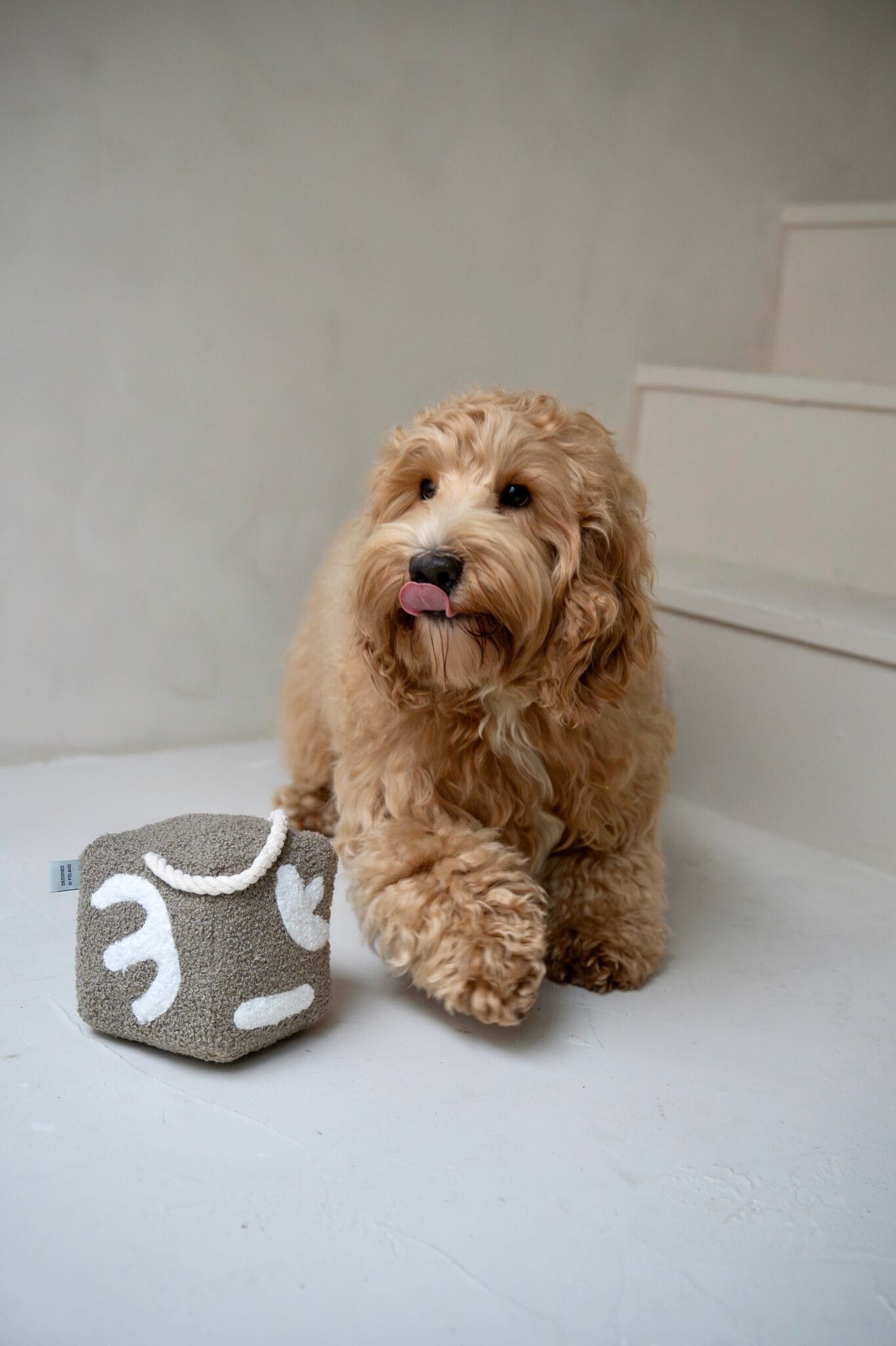 Scotty's Dog Goods – Quality is key!